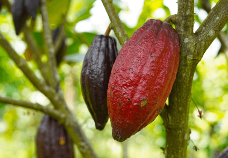 CRISPR for ‘stronger, sweeter’ cocoa: Mars bets on gene editing ...