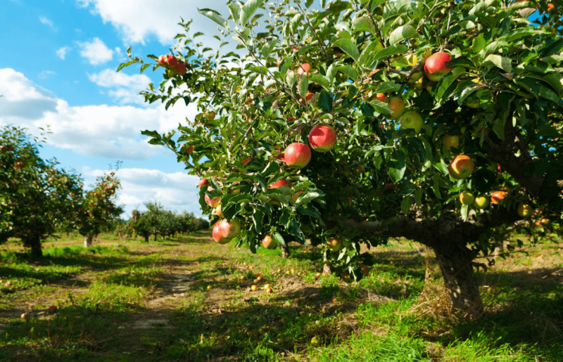 From non-browning apples to robot harvesters, Okanagan has a radical ...