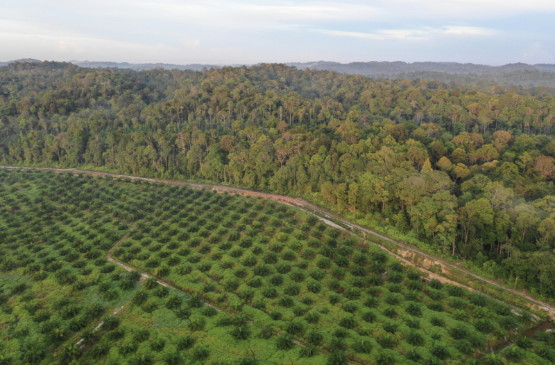 Fighting deforestation with CO2: Biotechnology breakthrough creates ...