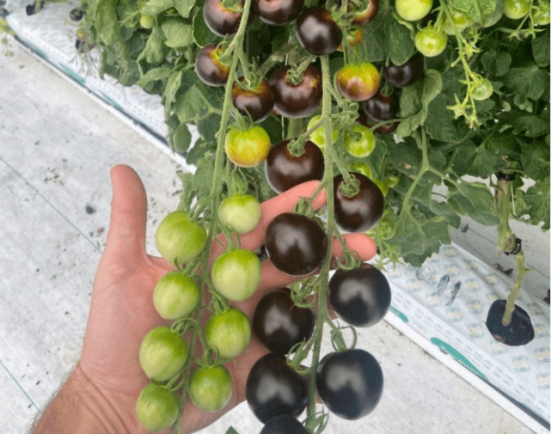 From ‘Frankenfood’ to superfood: Can the purple tomato overcome GMO ...
