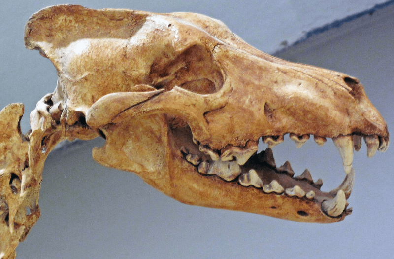 The resurrection of the dire wolf is phony, but Colossal Biosciences ...