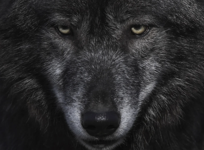 ‘The dire wolf isn’t back’: A Colossal failure or the cutting-edge of ...