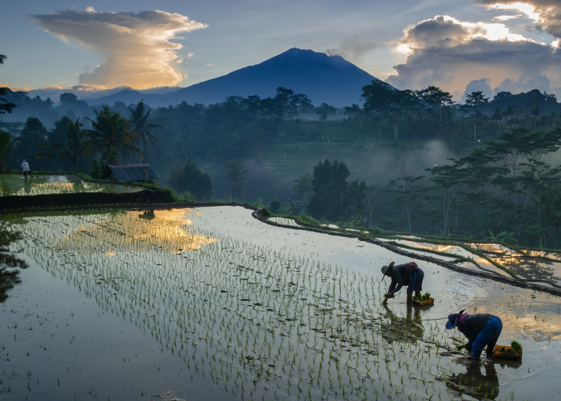 Gene editing opens the door in Indonesia to dramatic advances in ...