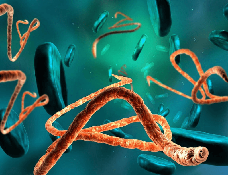 Fake Ebola cure promoters already cashing in as disinformation videos ...
