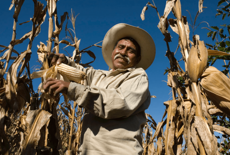 Mexico’s GM corn and glyphosate ban is not just a rejection of science ...