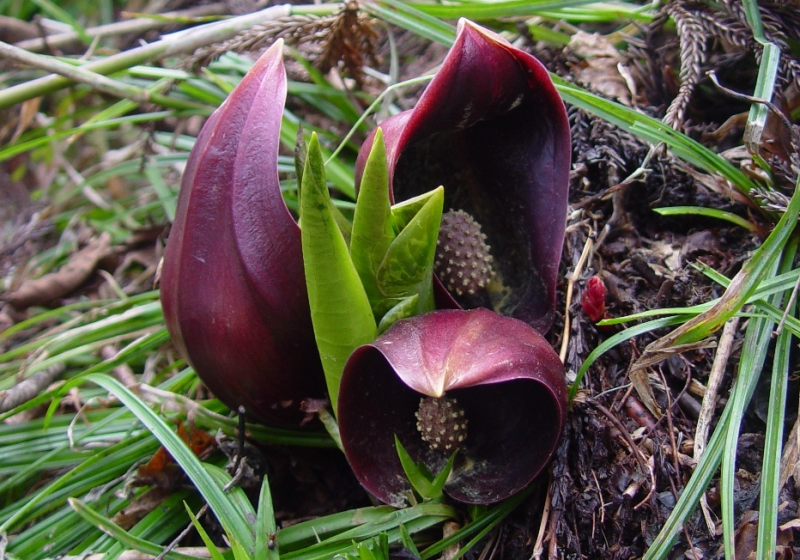 Stinky plants: The evolutionary explanation - Genetic Literacy Project