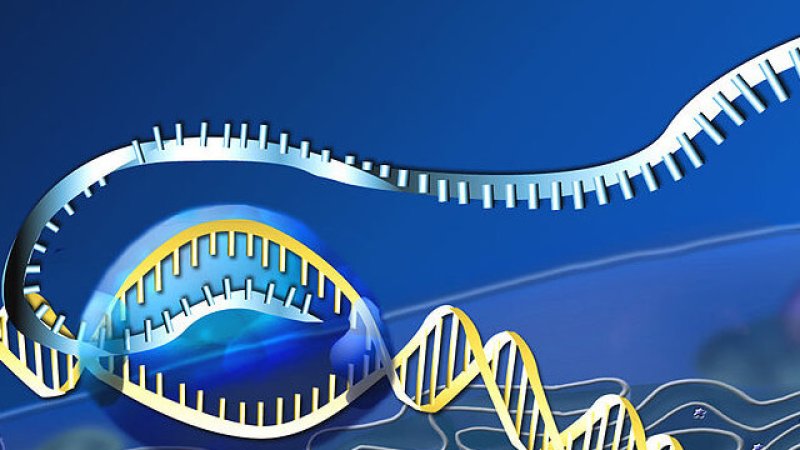Can the RNA editing race challenge the potential of CRISPR's DNA ...