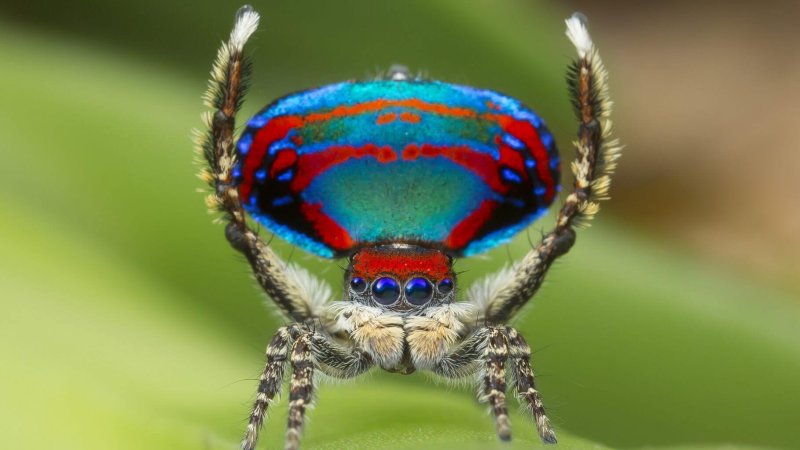 Rethinking evolution: Animals' attraction to beauty may have nothing to ...