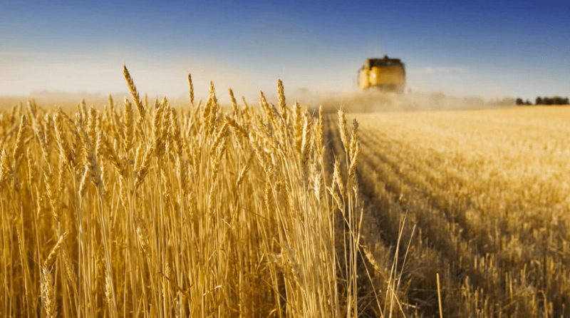 Sequenced durum wheat genome aids efforts to breed more nutritious ...