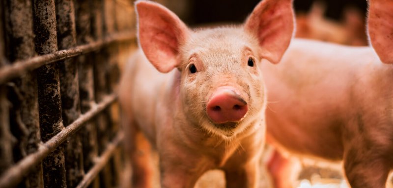 CRISPR pigs can survive deadly disease, but regulatory uncertainty ...
