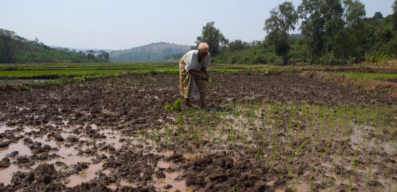 Video: 7 years of agricultural productivity has been lost to climate ...
