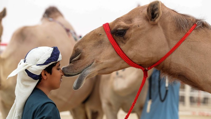 Cloning is in high demand in the competitive world of camel beauty ...