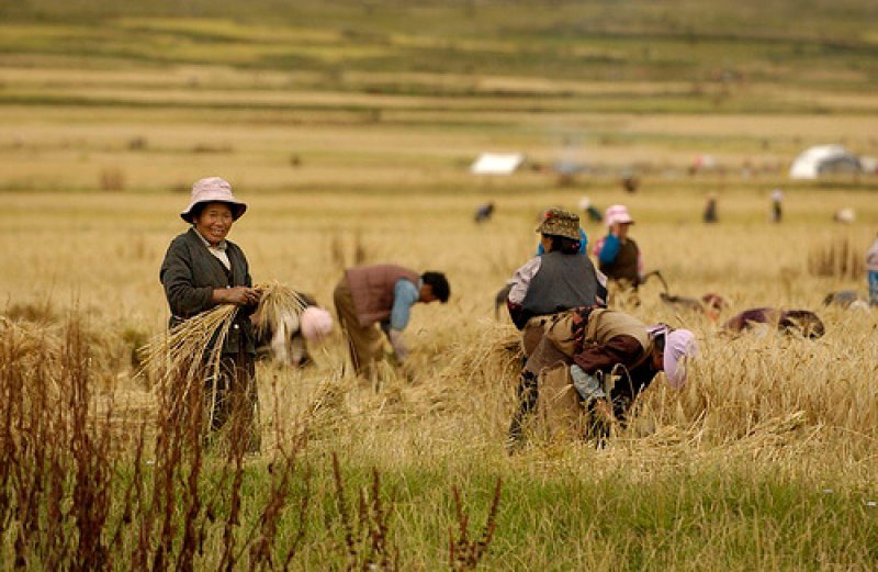 China makes progress on biotech crop development in race to achieve ...
