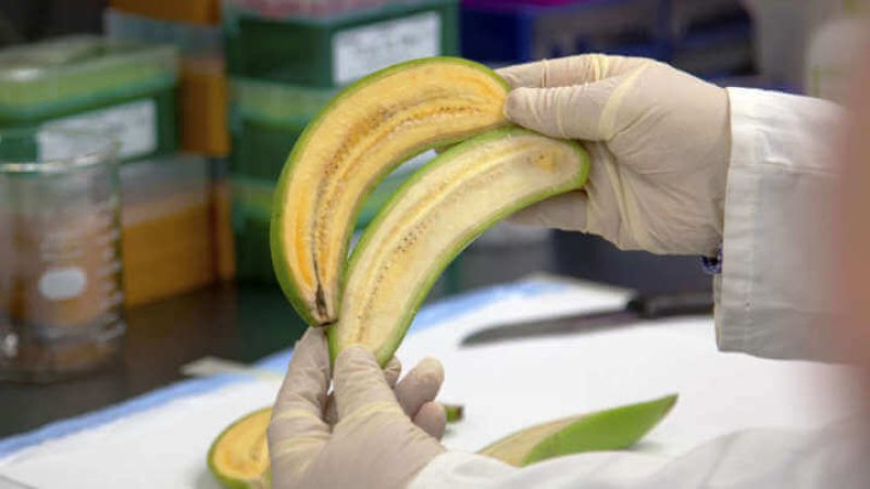 How GMO crops help farmers, communities and the environment - Genetic ...