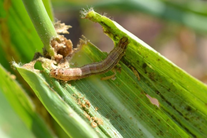Brazil approves environmentally ‘Friendly’ GM tool for controlling fall ...