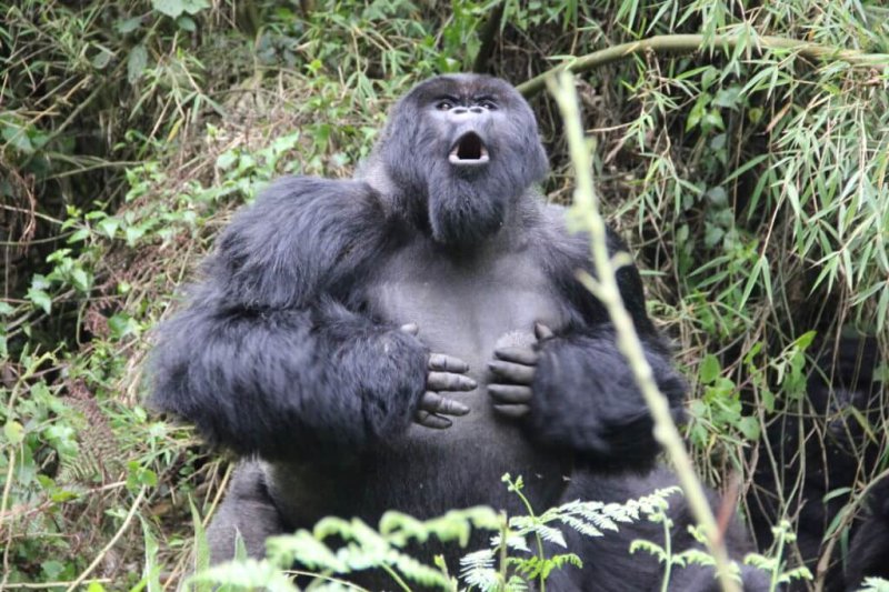 ’Ahem'? Captive gorillas created a sound specifically to get humans ...