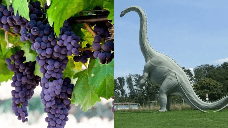 ‘Forest reset’: When dinosaurs went extinct, rainforests thrived ...