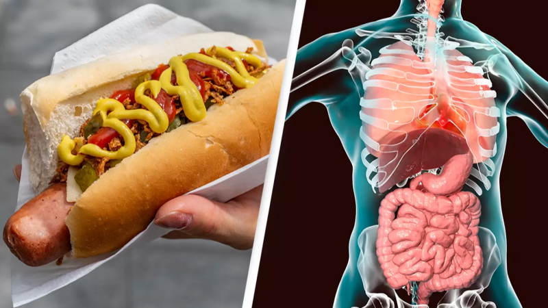 Human DNA found in some vegetarian hot dogs - Genetic Literacy Project