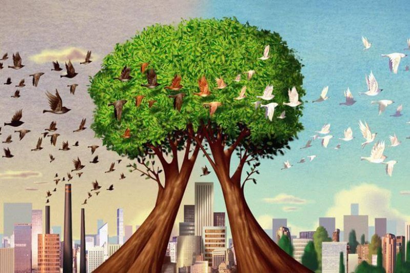 Battling climate change with carbon-sucking poplar trees - Genetic ...