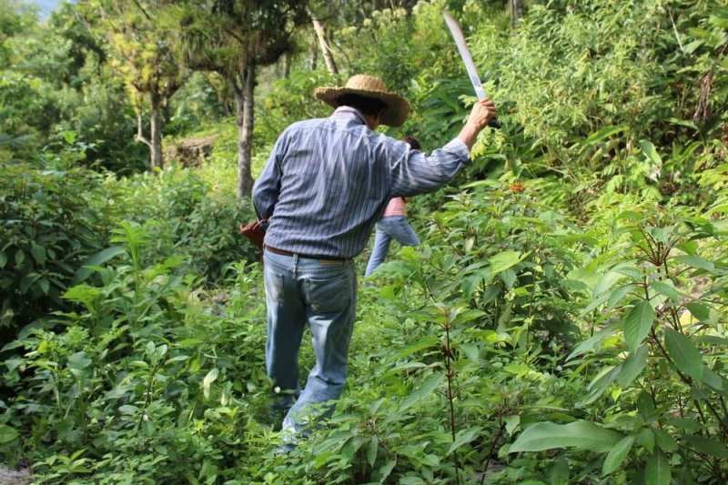 Machetes, not glyphosate: Mexican president tells farmers to manually ...