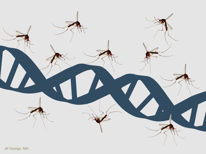How gene drives work to permanently establish inheritable traits ...