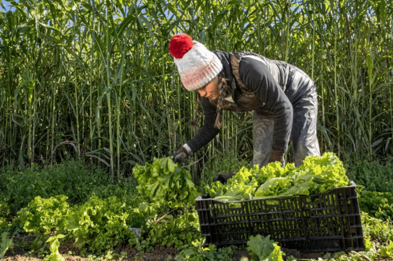 Combining the best of organic farming with limited, targeted use of ...