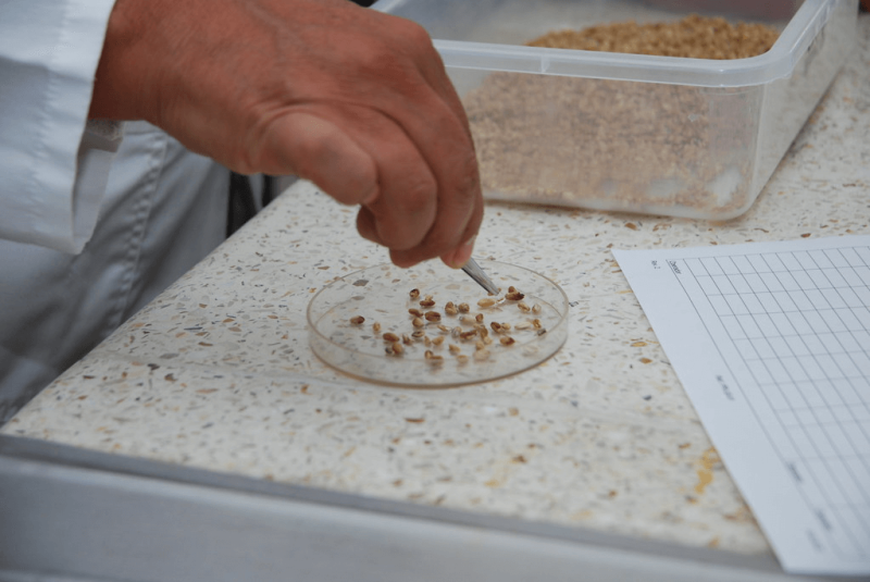 When might CRISPR gene-edited seeds become the norm in farming ...