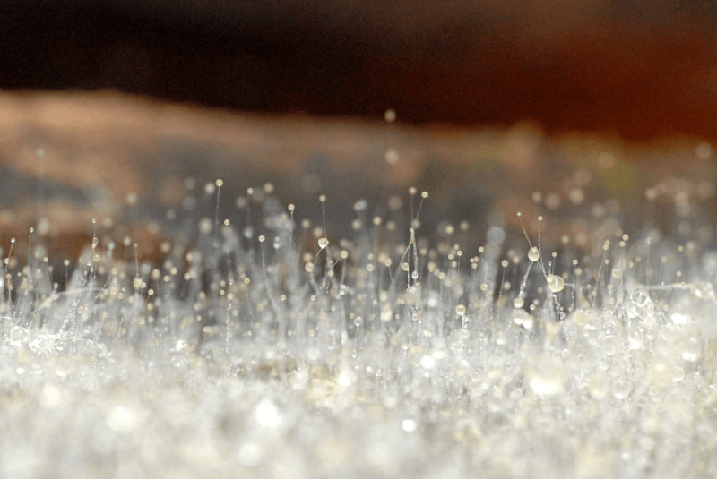 Key to creating tastier cultured meats and animal-free dairy? Fungi ...