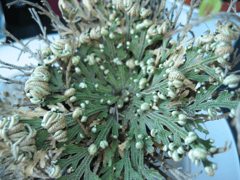 Lazarus plants: ‘Zombie’ plants that spring back to life hold keys to ...