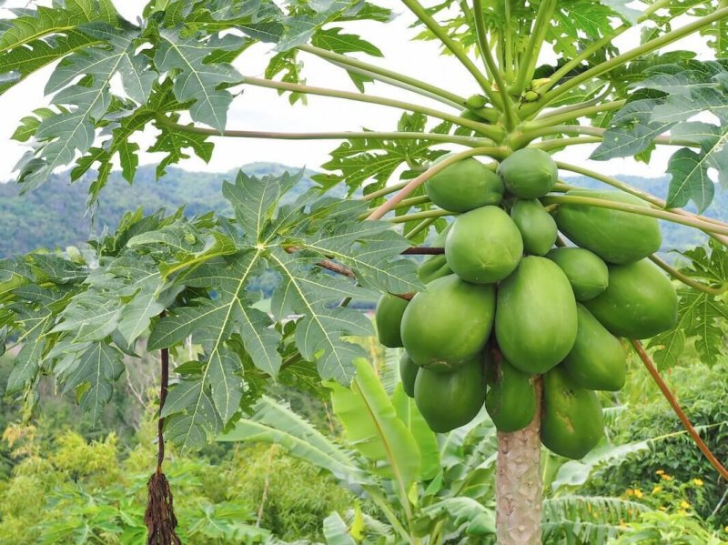 Are GMO critics more open to gene editing that targets plant and human ...